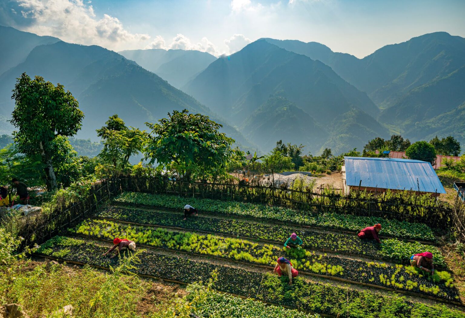 Improving Livelihoods through Reforestation: Eden Reforestation ...