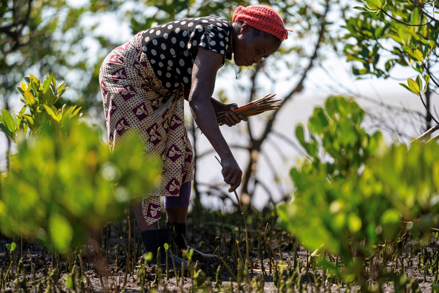 Improving Livelihoods through Reforestation: Eden Reforestation ...